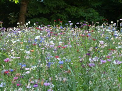 Gazon fleuri | Jardins et Bassins